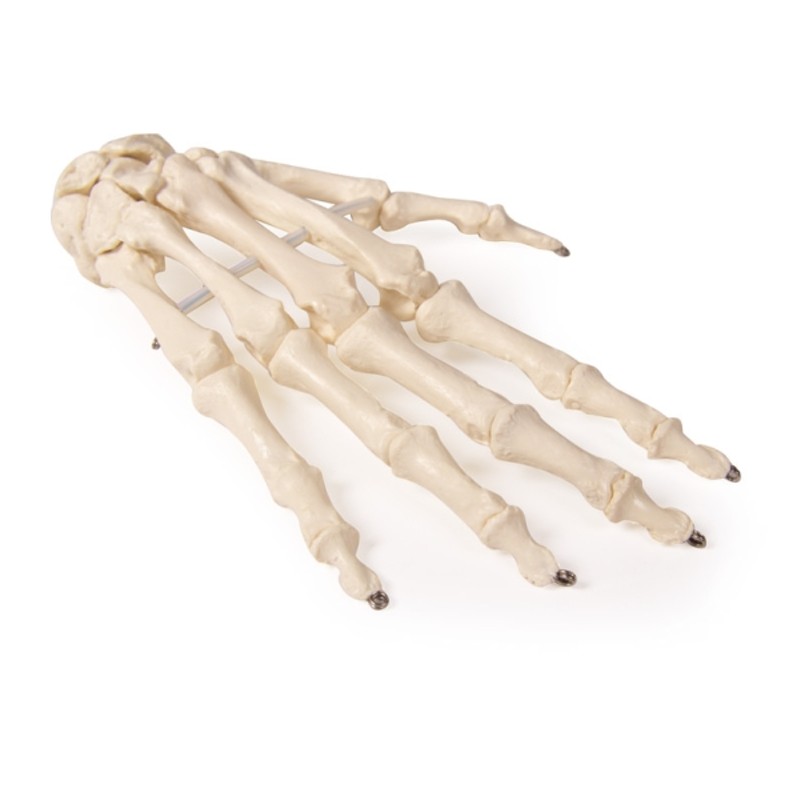 Erler-Zimmer Hand Skeleton Anatomy Model - LabWorld.co.uk